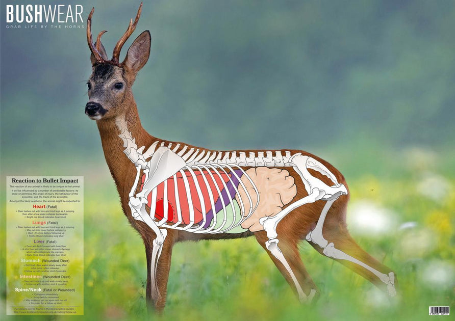 Double Sided Roe Target – BushWear Trade